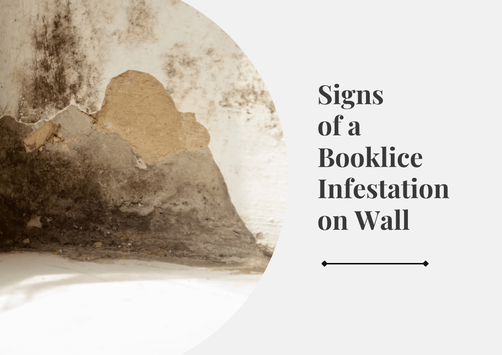 A Silent Connection: How Mold and Booklice Go Hand in Hand - LUMIAIR ...