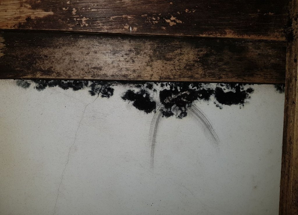 The Dangers of Black Mold - LUMIAIR Singapore